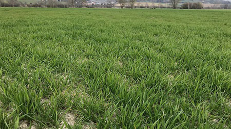 Blattdüngung Aktuell: YaraVita Getreide Plus liefert Mikronährstoffe ...