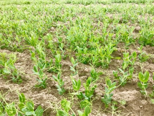 Pflanzen im Stress: Nährstoffe für vitale Bestände | Yara Deutschland