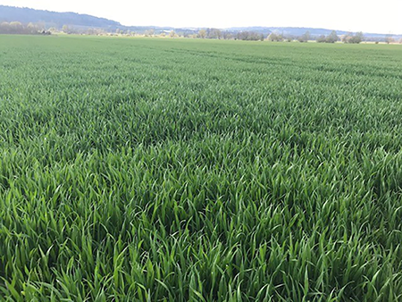 Blattdüngung Aktuell | YaraVita Getreide Plus im Fahnenblattstadium ...