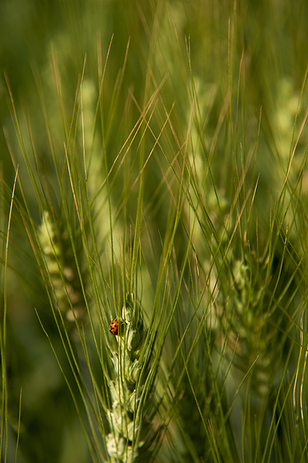 Blattdüngung Aktuell: Getreide mit Mikronährstoffen versorgen mit ...